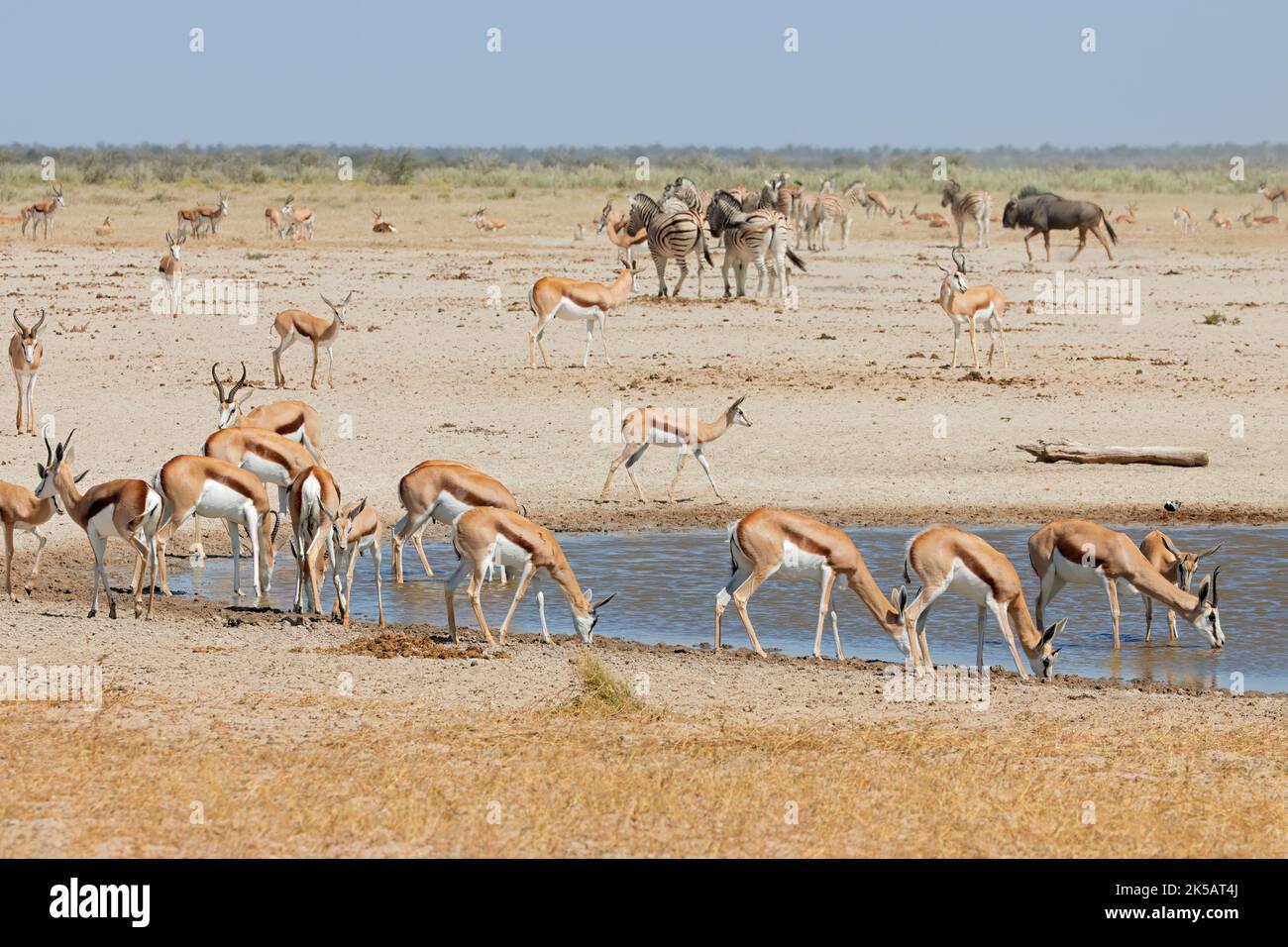 Herds plains zebras springbok antelopes hi-res stock photography and ...