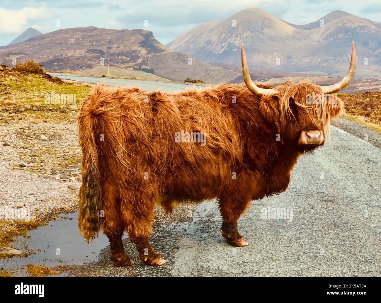 A highland cow in the Scottish highlands Stock Photo - Alamy
