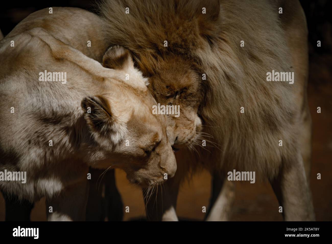 A closeup of two lions cuddling with their heads, in love Stock Photo ...