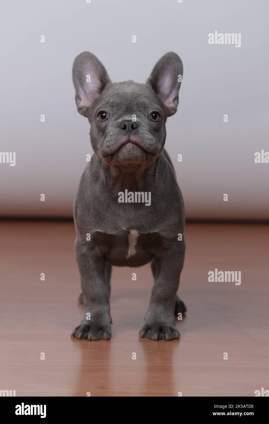 A vertical of a cute grey french bulldog Stock Photo - Alamy