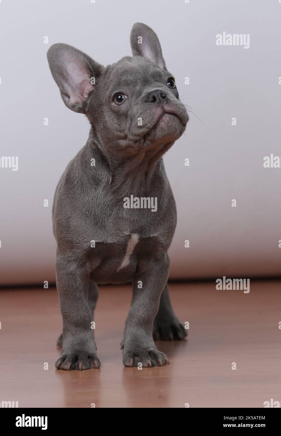 A vertical of a cute grey french bulldog Stock Photo - Alamy