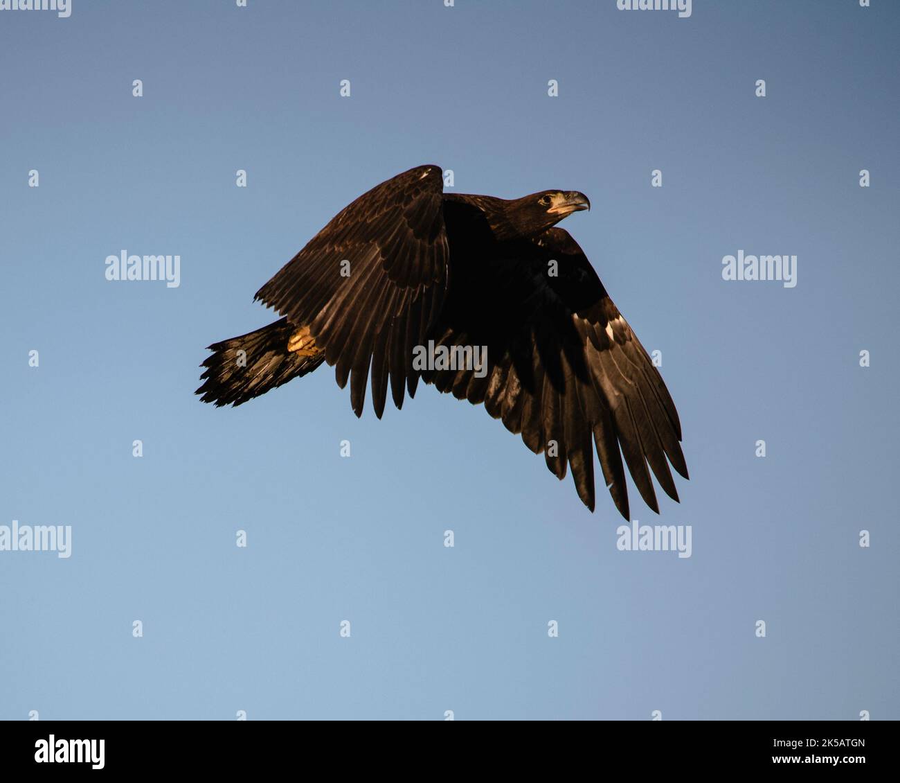 A beautiful big eagle flying high in a blue sky Stock Photo - Alamy