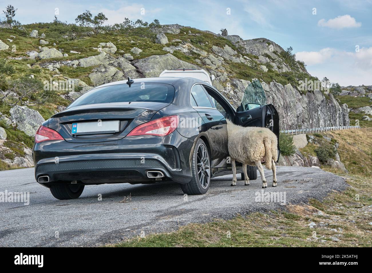 Sheep enter hi-res stock photography and images - Alamy