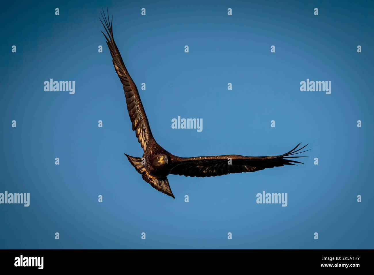 A beautiful big eagle flying high in a blue sky Stock Photo - Alamy