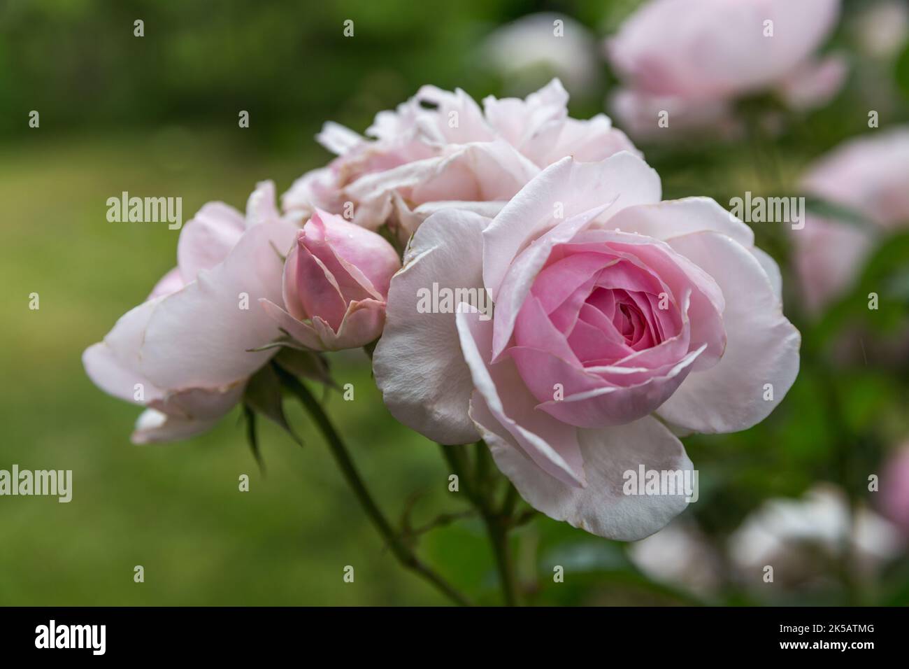Wonderful clusters with very elegant buds and flower rose. The blooms ...