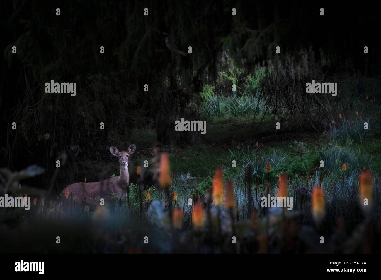 A deer popping its head out of the foliage. Ethiopia: THESE STUNNING ...