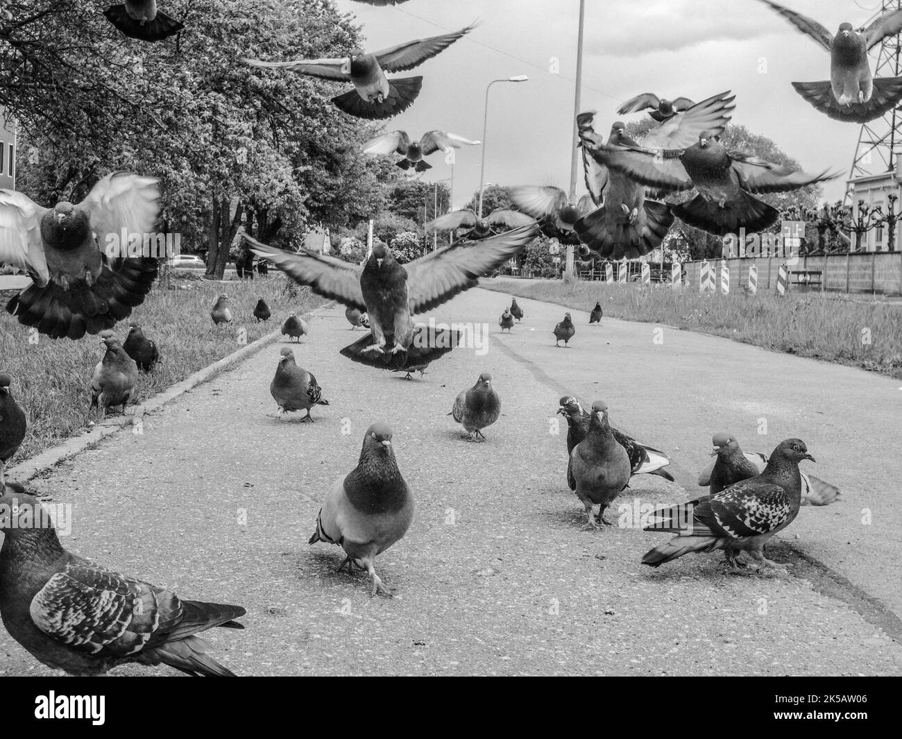 A grayscale of pigeons on an asphalt path in a city Stock Photo - Alamy