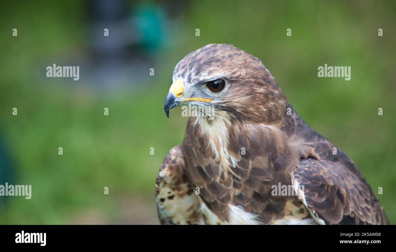 Detail face closeup hi-res stock photography and images - Alamy