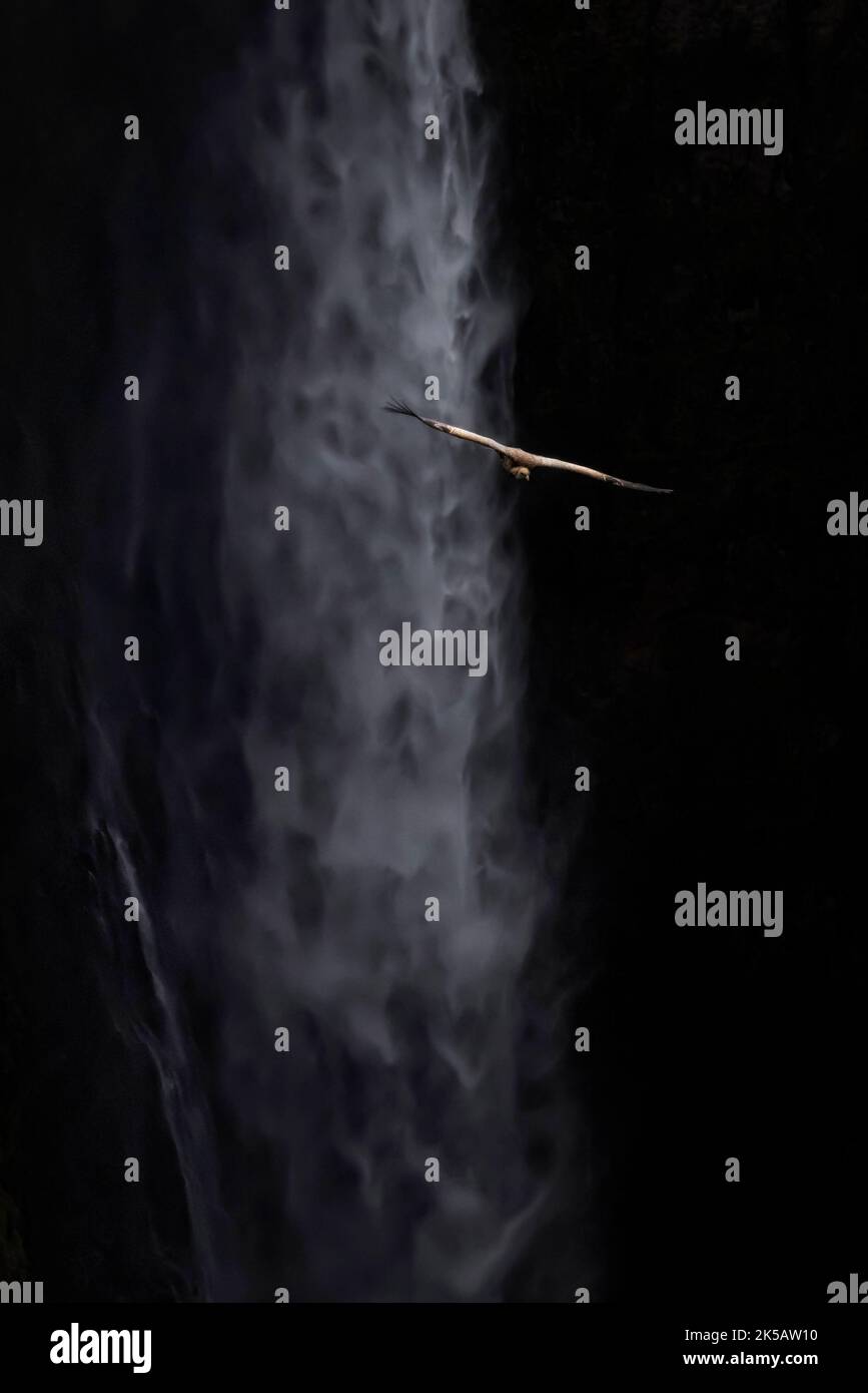 A bird flying in front of a waterfall. Ethiopia: THESE STUNNING images ...