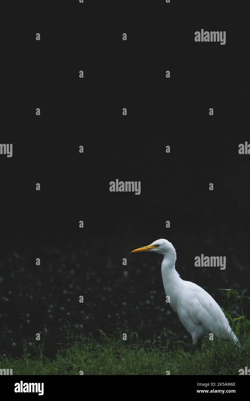 A vertical shot of a white heron standing on green grass with black ...