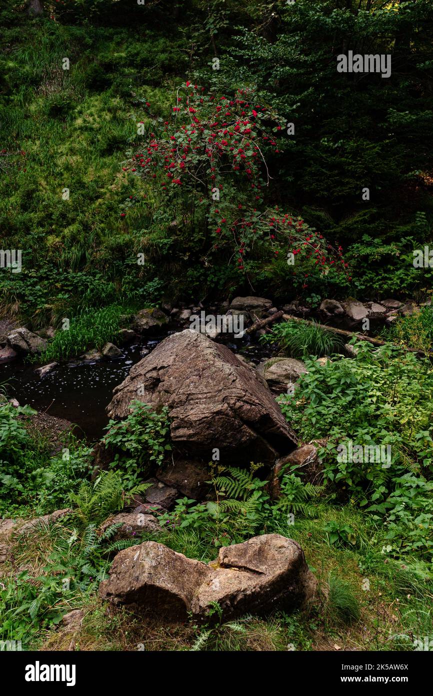 A vertical shot of shallow stream flowing through lush green vegetation ...
