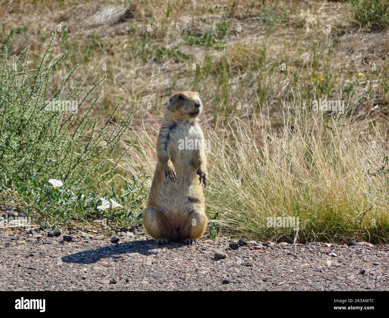 Dog and mexican road hi-res stock photography and images - Alamy