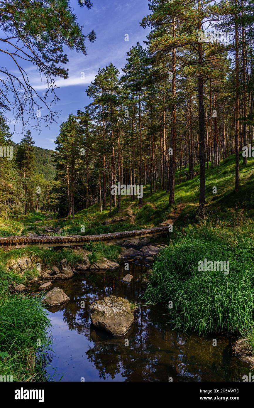 A vertical shot of shallow stream flowing through lush green vegetation ...