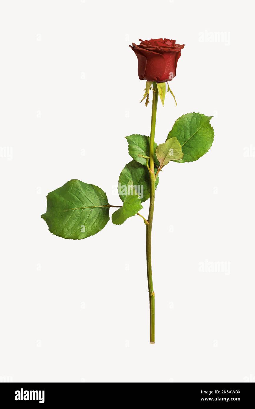 Red rose collage element vector Stock Vector Image & Art - Alamy