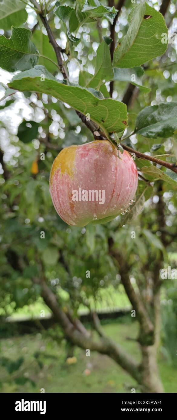 A vertical closeup shot of a Fuji fruit on a tree surrounded by green ...