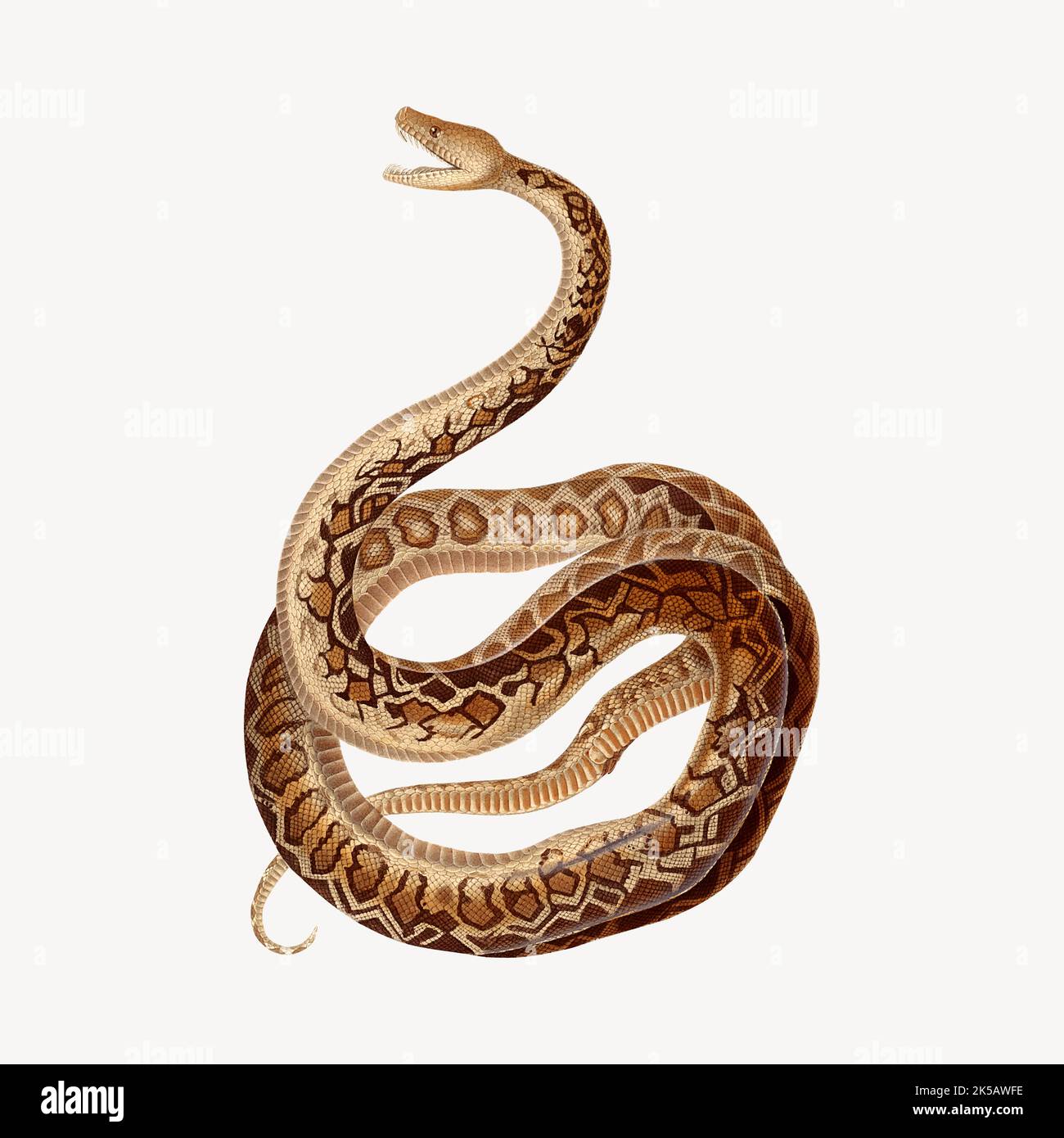 Snake collage element hi-res stock photography and images - Alamy