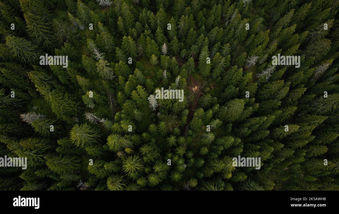 An aerial top view of green pine trees in a forest on a mountain Stock ...