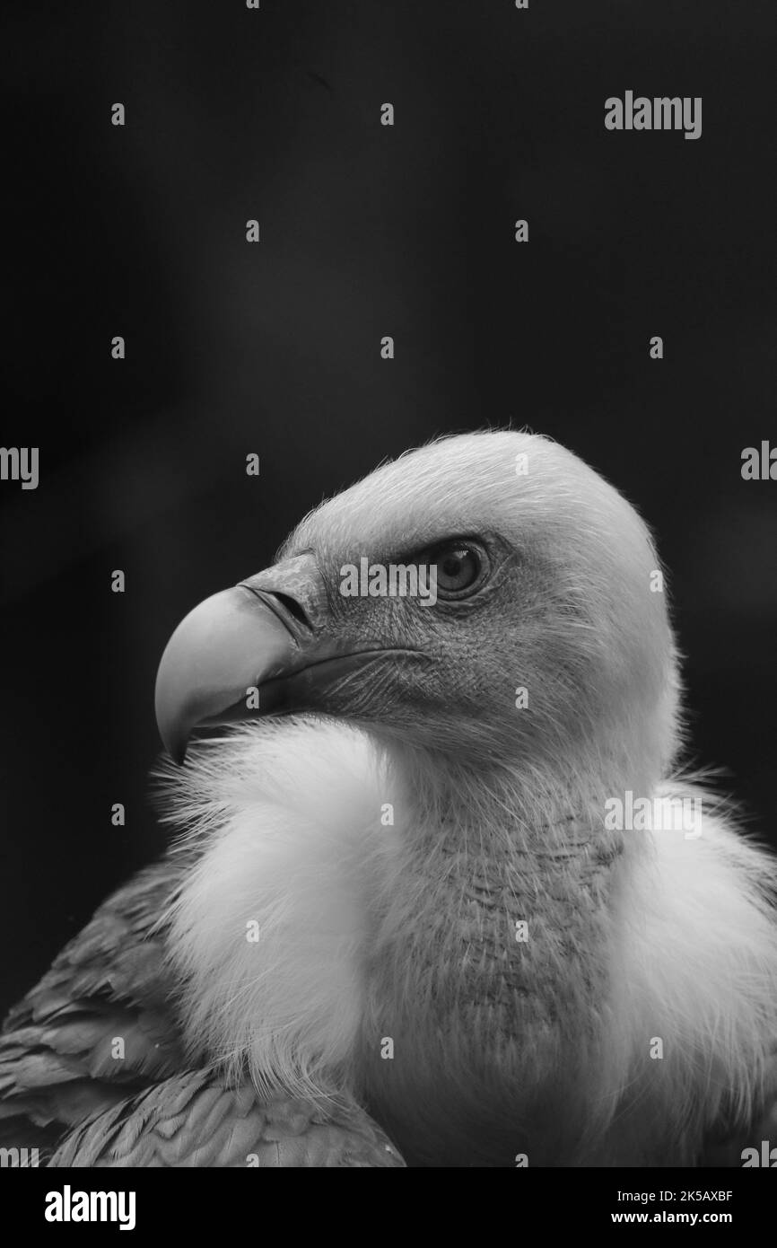 A vertical closeup shot of a fierce looking Egyptian vulture with ...