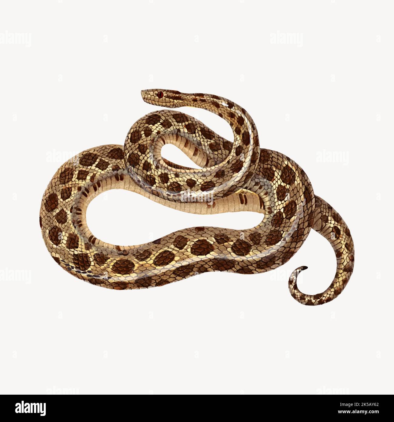 Boa snake collage element, animal illustration vector Stock Vector ...
