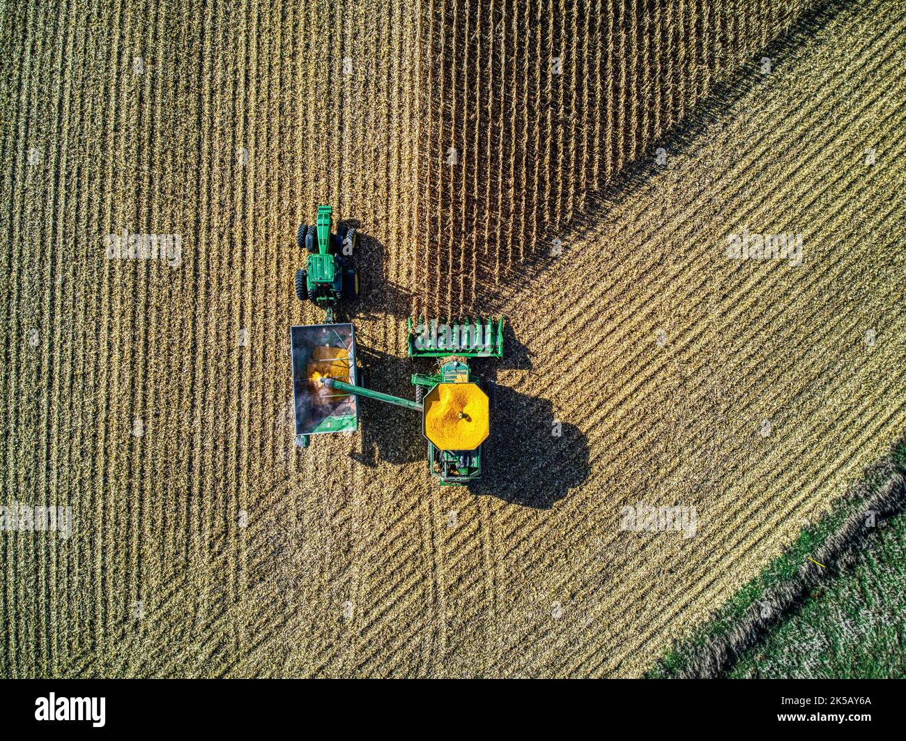 An aerial view of green tractors harvesting the crops in the large ...