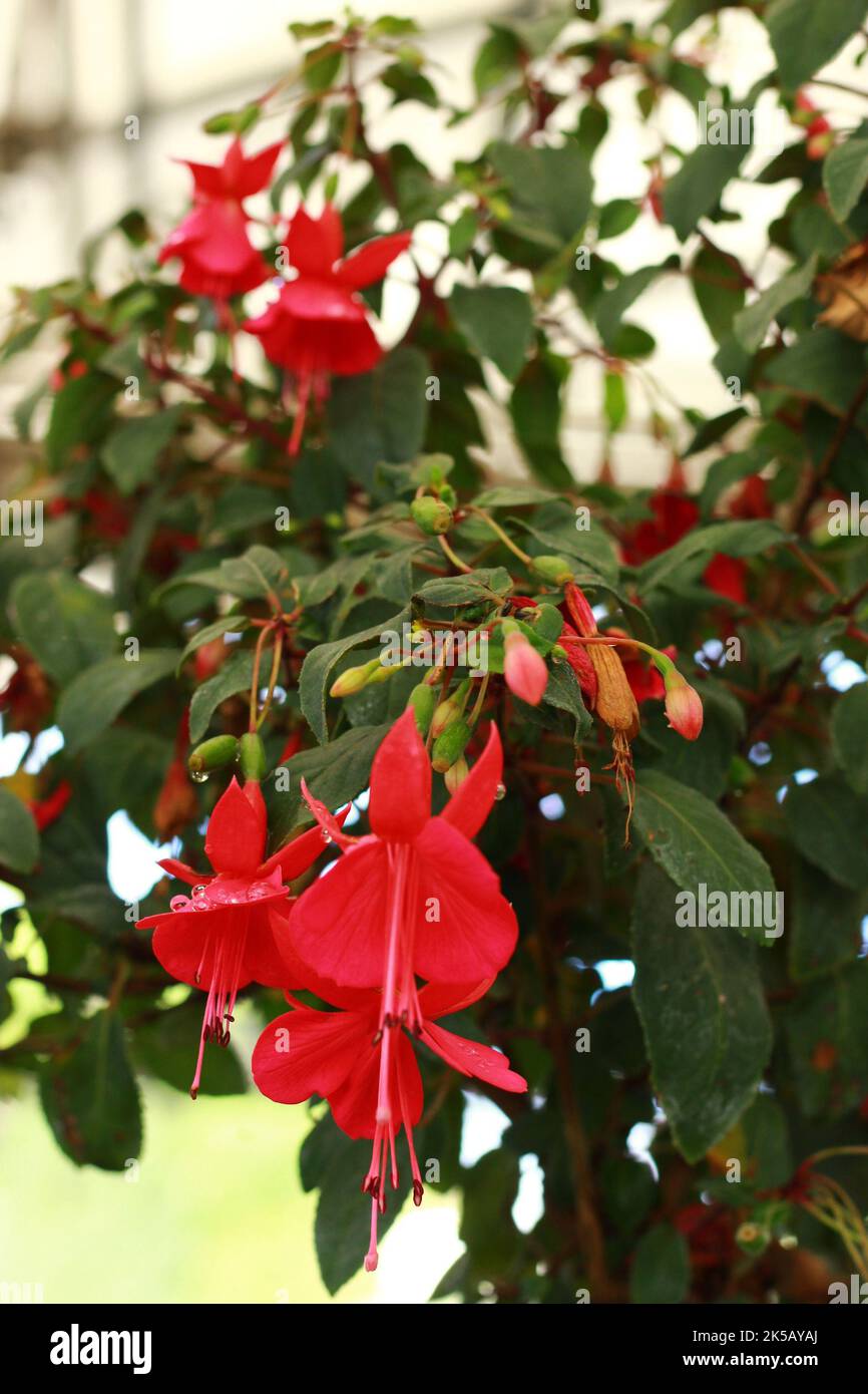 A vertical of the red trailing fuchsia Marinka flowering plant Stock ...