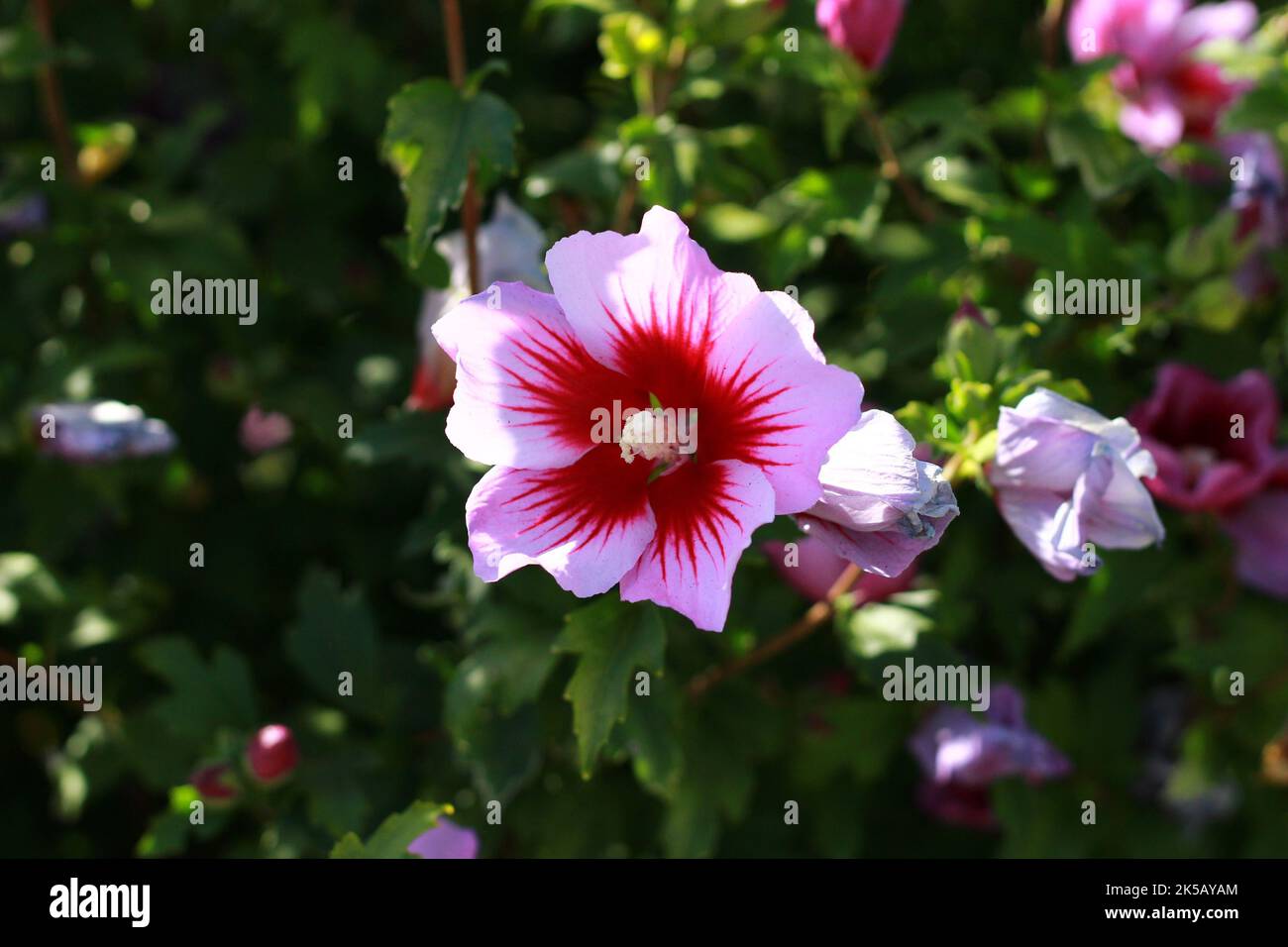 A top view of a delicate Hibiscus syriacus, Common Hibiscus captured in ...