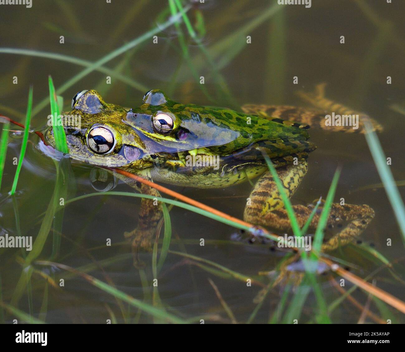 Two frogs in lake closeup hi-res stock photography and images - Alamy