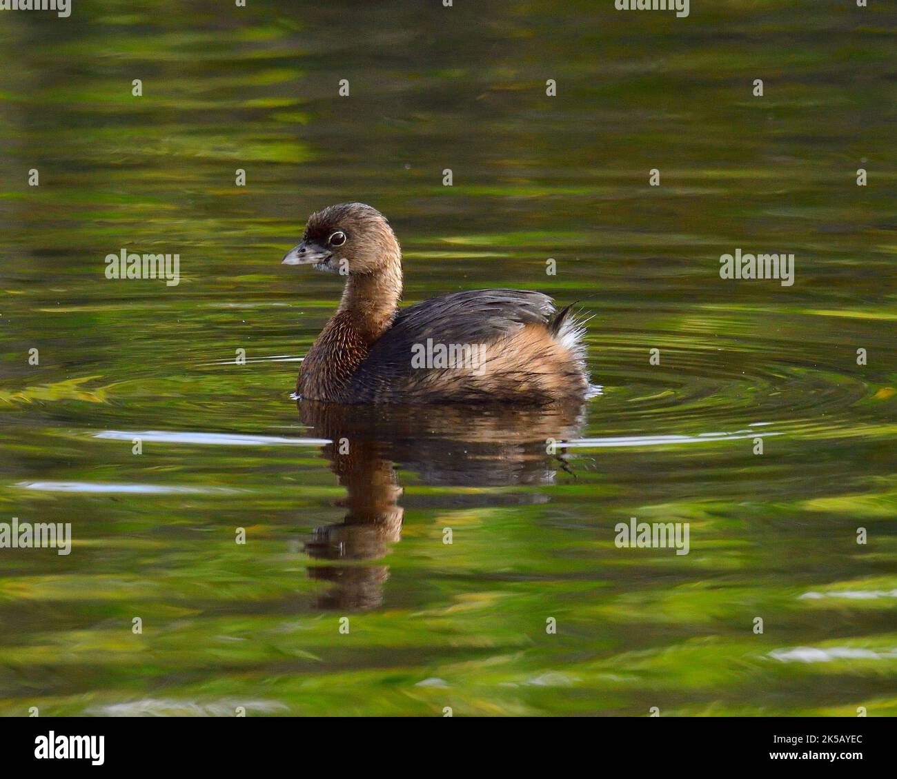 Little grebe portrait hi-res stock photography and images - Alamy