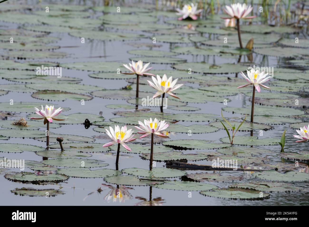 A beautiful view of blooming white lotuses in a pond Stock Photo - Alamy