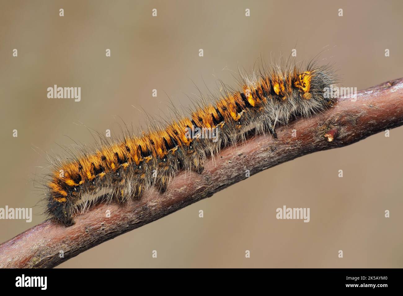 Oak Eggar moth caterpillar (Lasiocampa quercus) at rest on branch ...