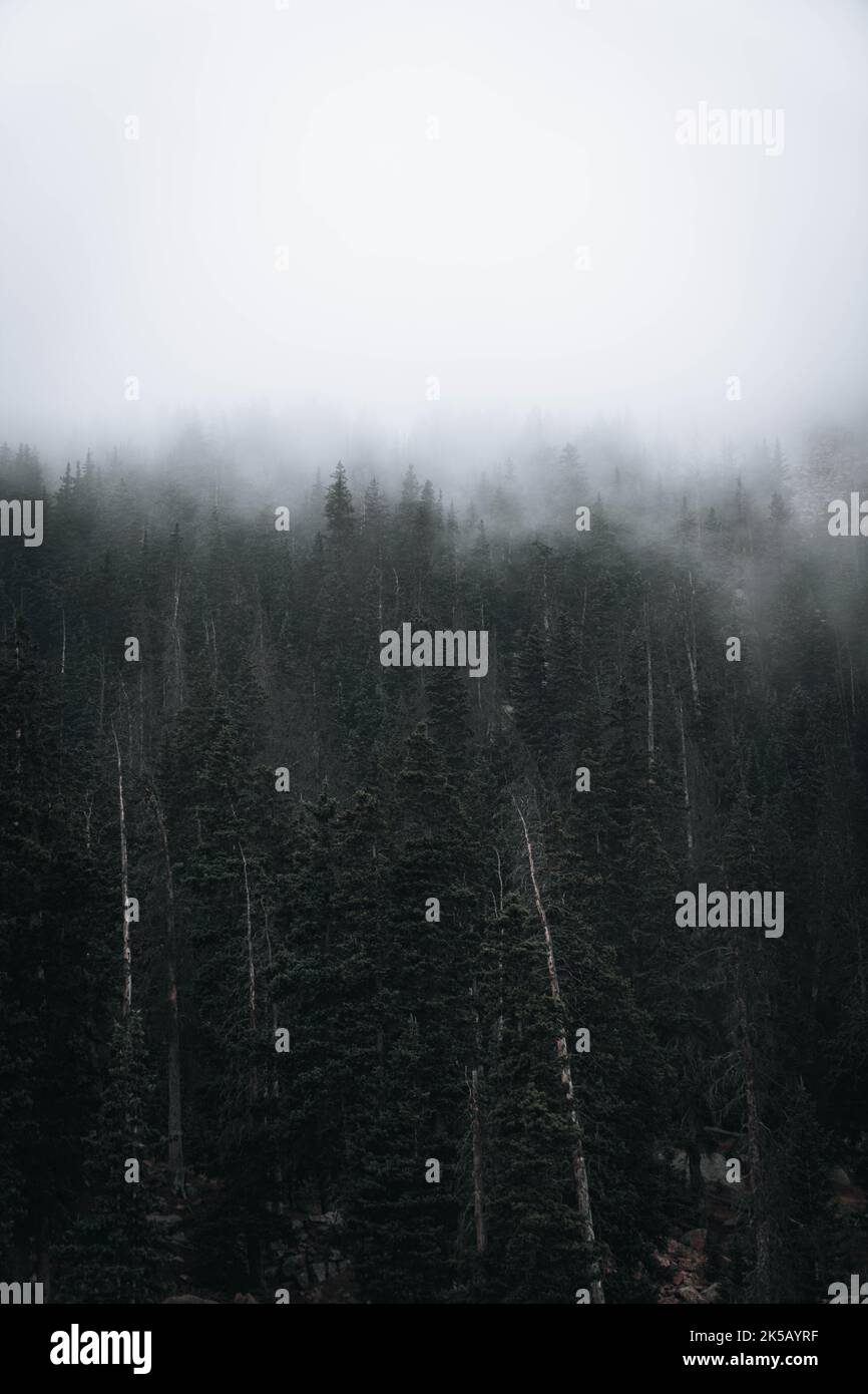 A foggy view of pikes peak mountains with trees in Colorado, vertical ...