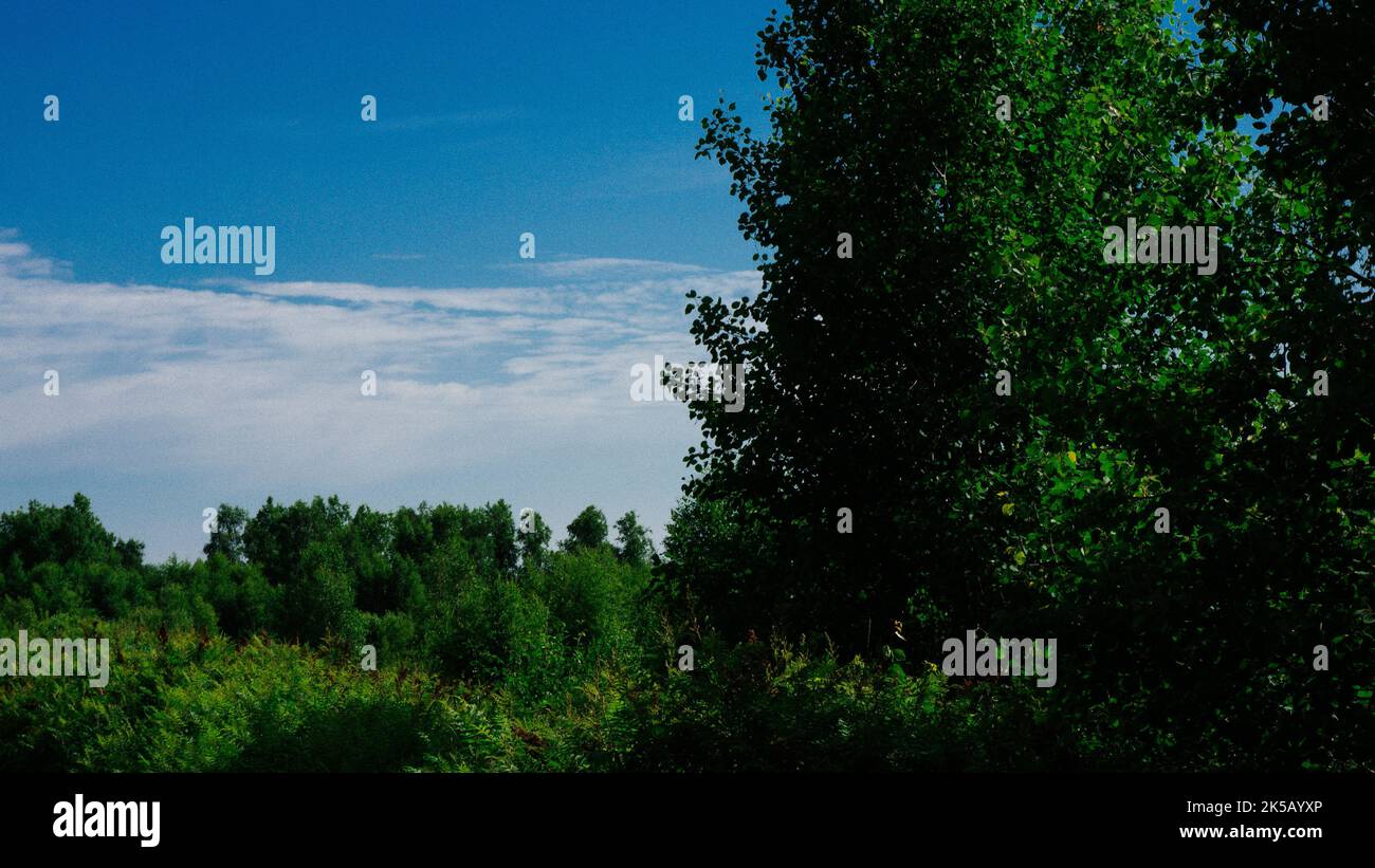 A gorgeous view of a sunny field with bushy green trees and grass under ...