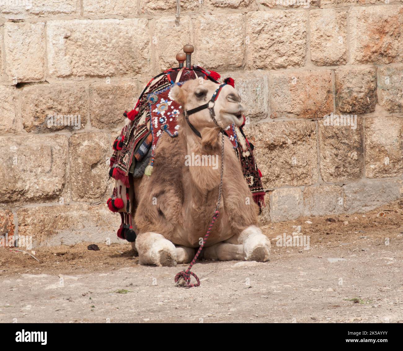 Camel remains hi-res stock photography and images - Alamy