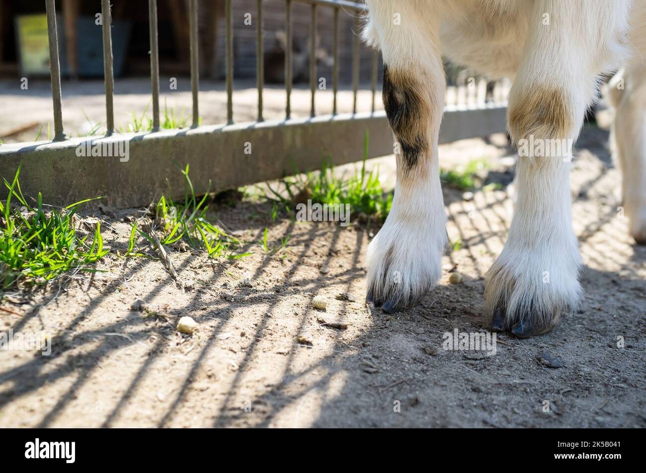 Goat legs hi-res stock photography and images - Alamy