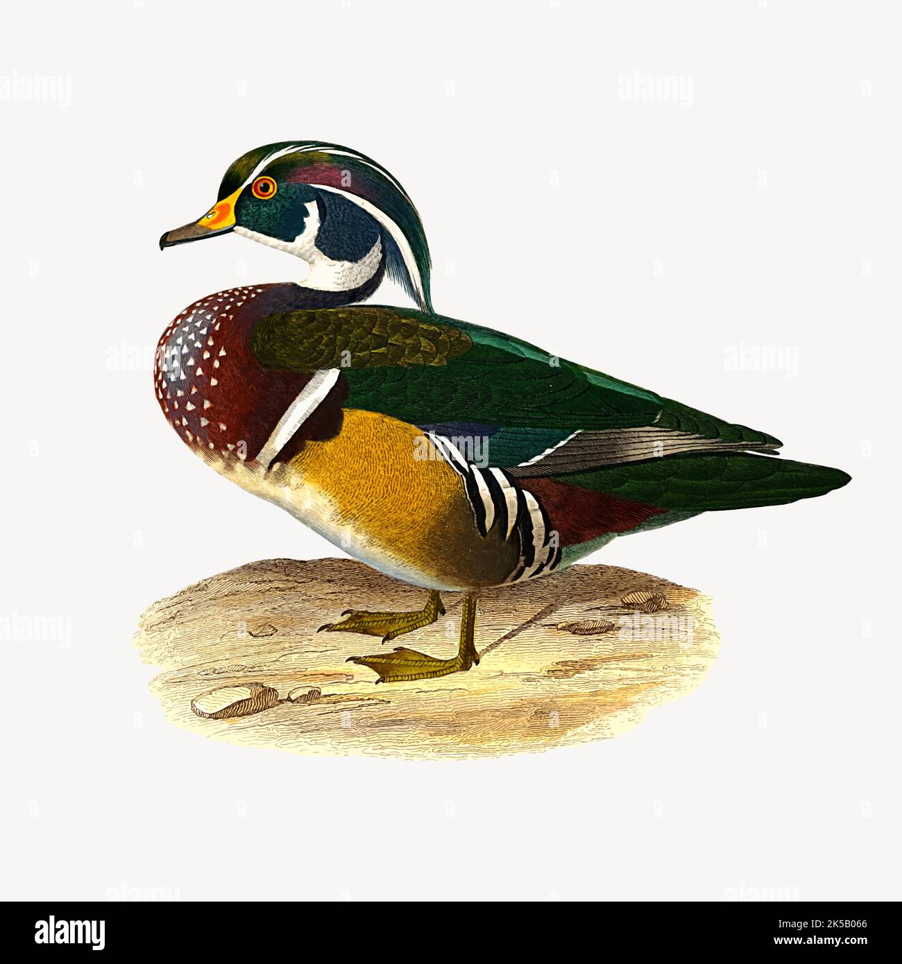 Carolina duck collage element, animal illustration vector Stock Vector ...