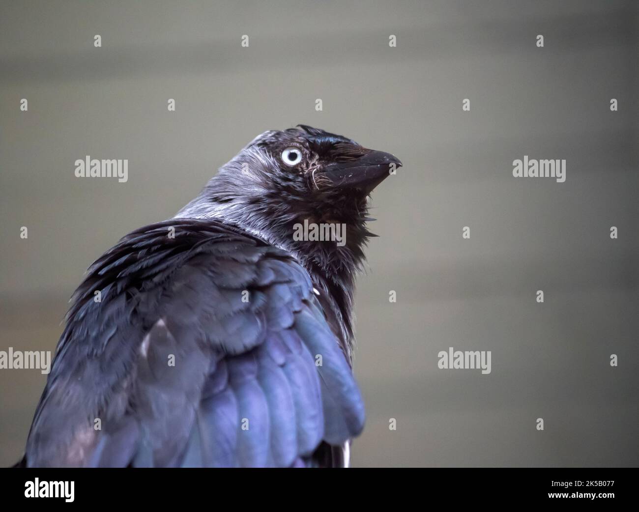 A closeup of a majestic raven with blueish black feathers and wide ...