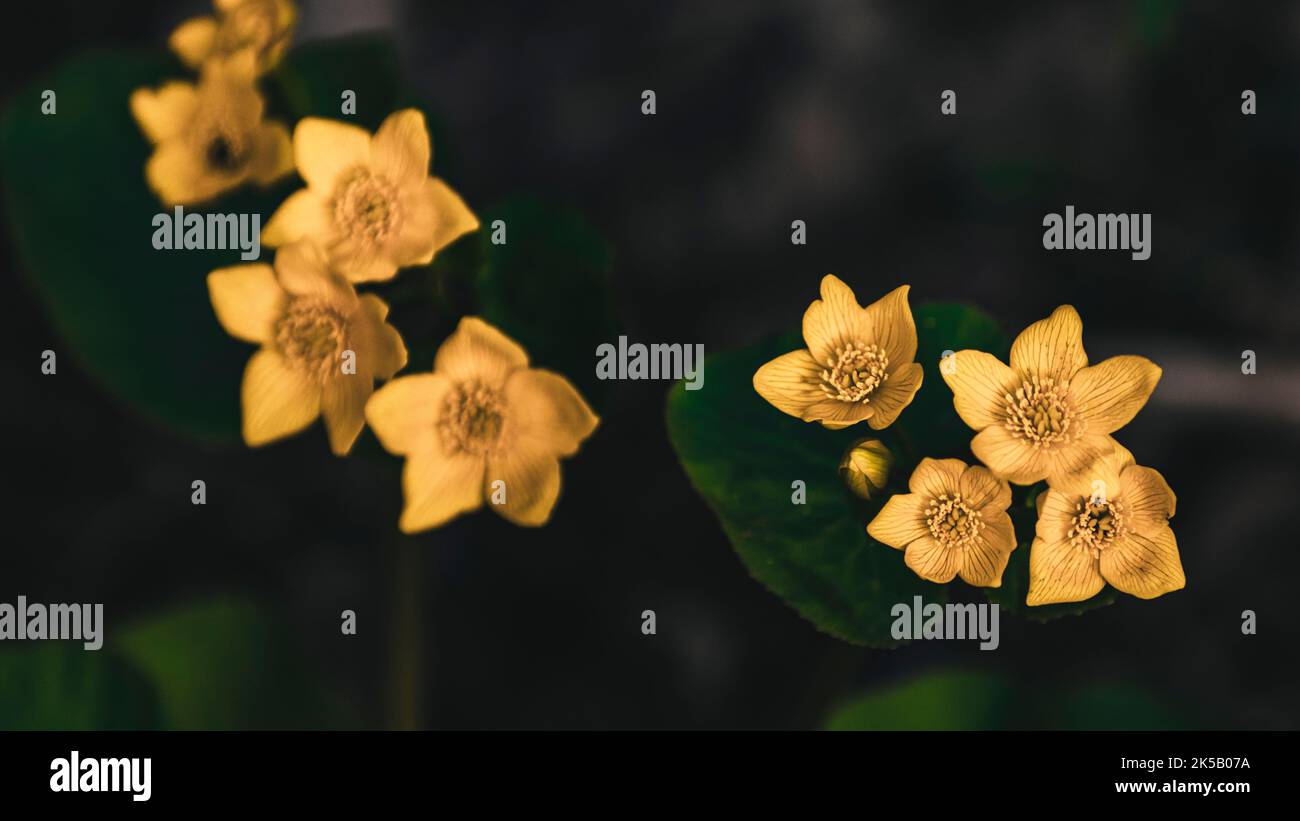 A selective focus shot of beautiful yellow blossoms Stock Photo - Alamy