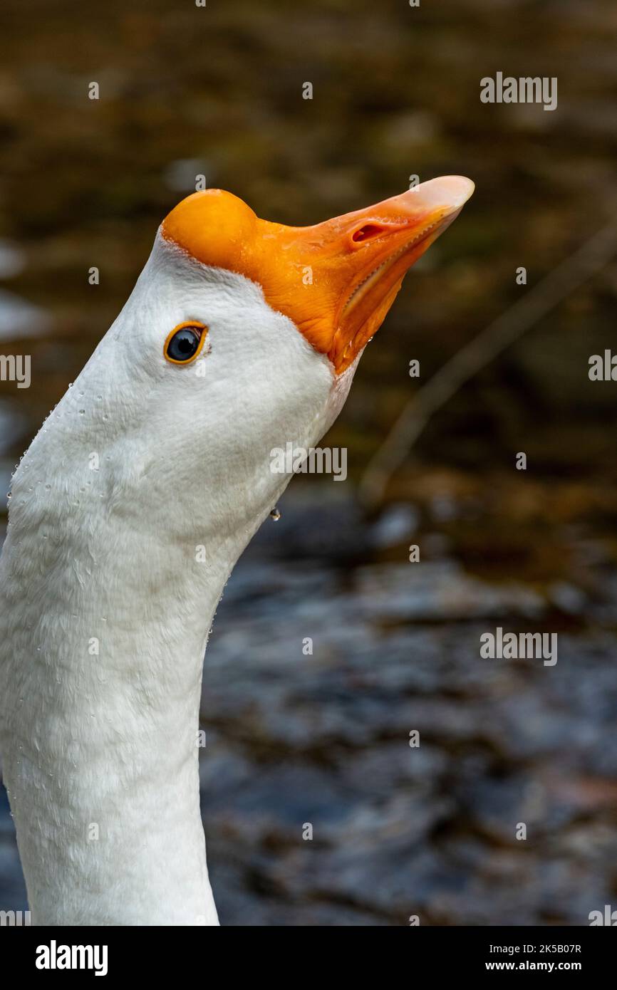 A portrait of a cute goose drinking water Stock Photo - Alamy
