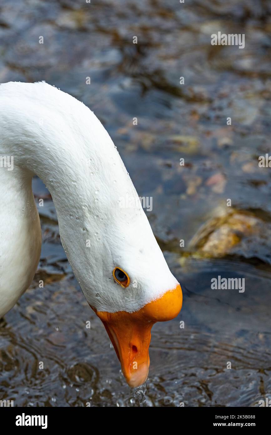 A portrait of a cute goose drinking water Stock Photo - Alamy