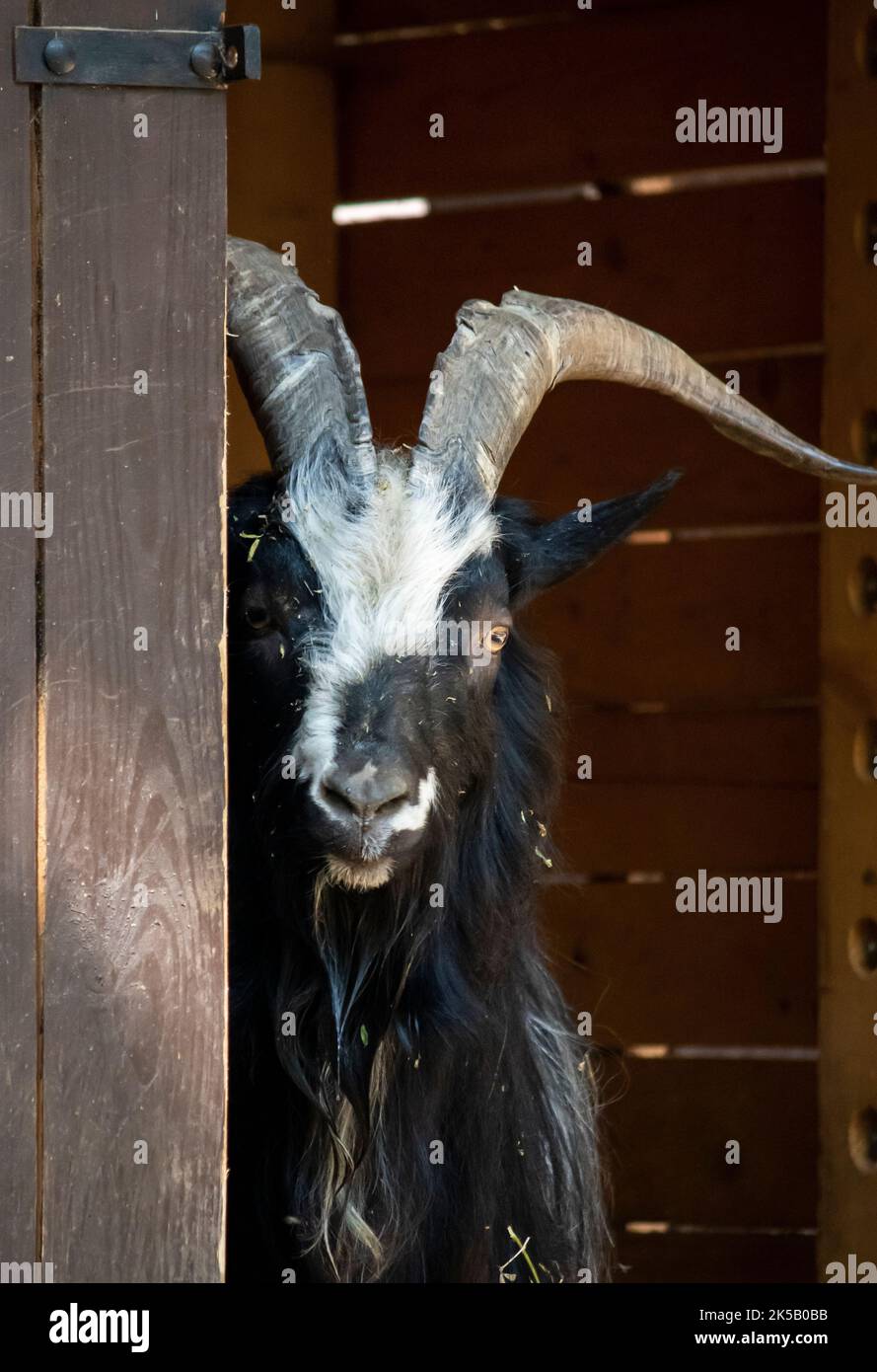 A vertical shot of a goat in a barn Stock Photo - Alamy