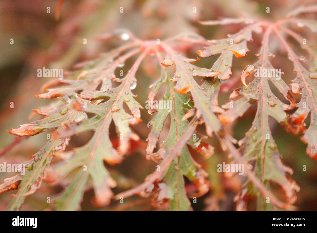 A closeup of tree leaves with the edges turning red on a rainy day ...