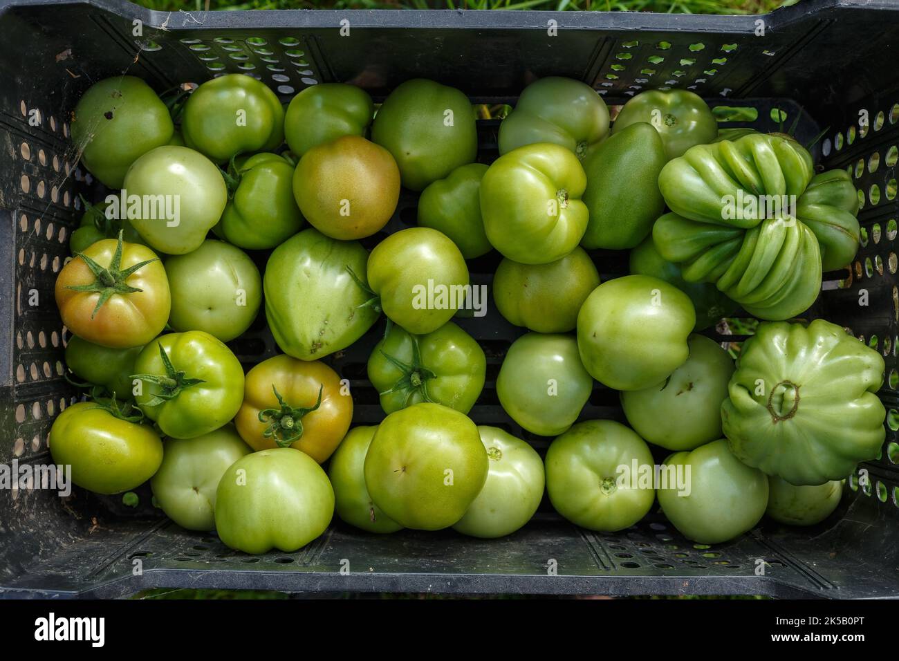Organic fresh Green tomatoes in a black plastic box. Harvesting ...