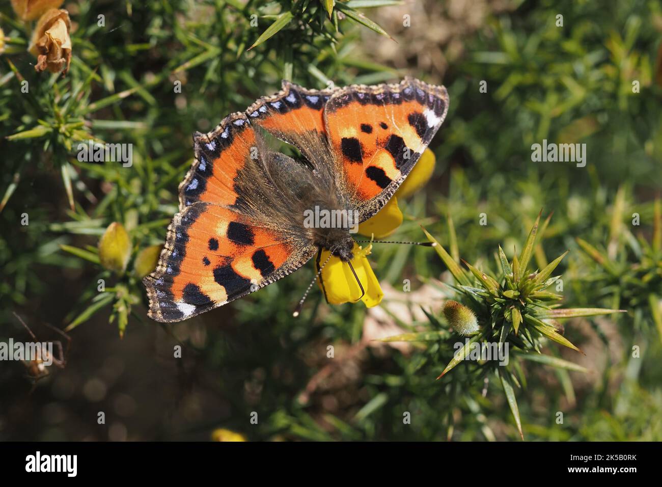 Small Tortoiseshell butterfly (Aglais urticae) perched on gorse ...