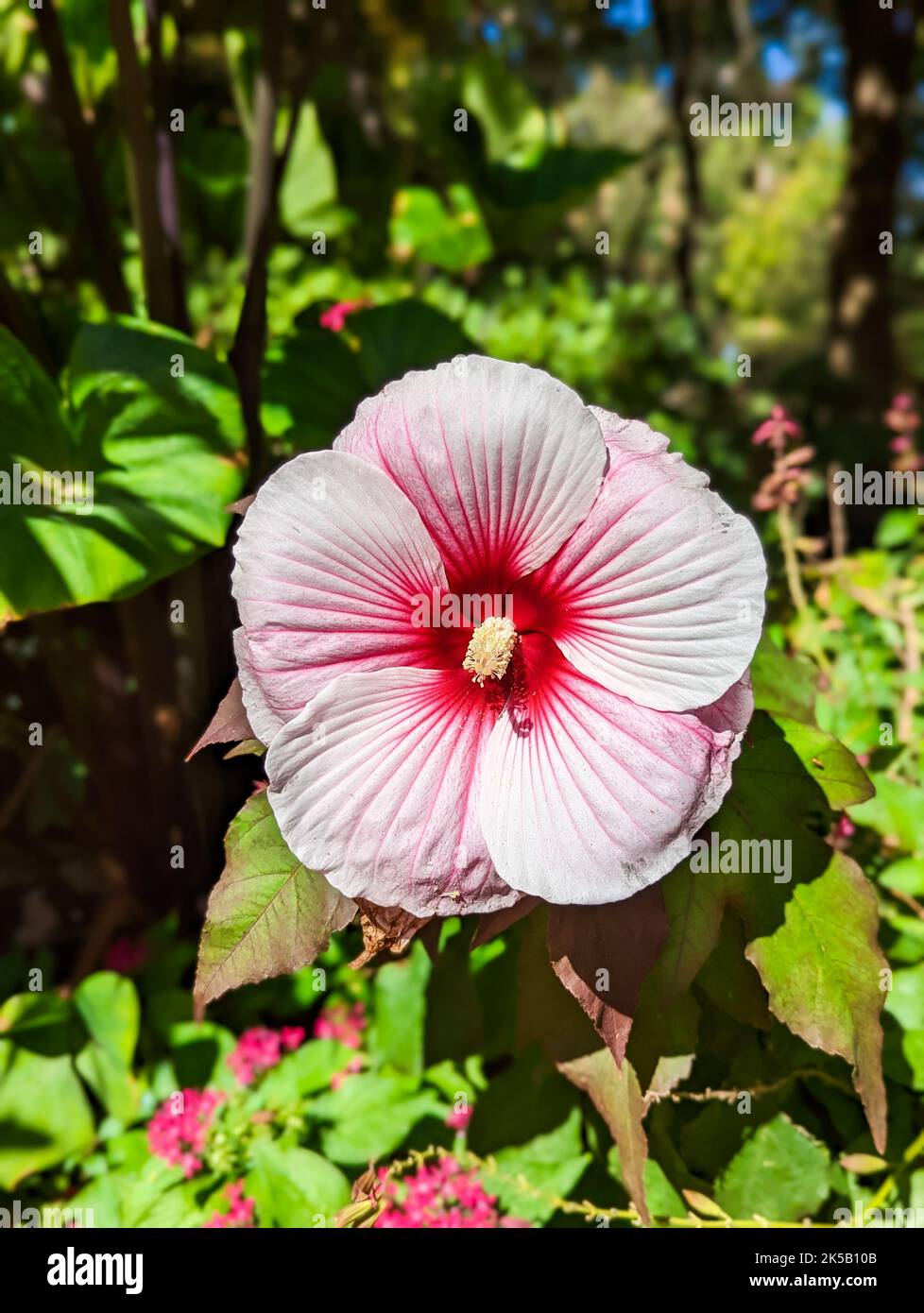 A vertical closeup of a beautiful Hibiscus "Kopper King Stock Photo - Alamy