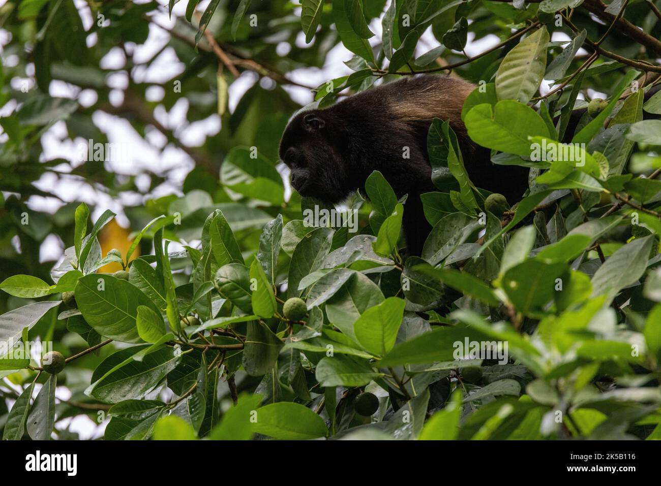A howler monkey on a tree, eating fruit and looking aside, Quepos ...