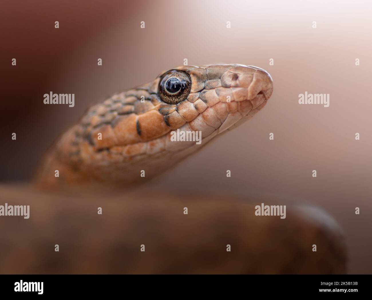 A closeup of a snake in Morocco Stock Photo - Alamy