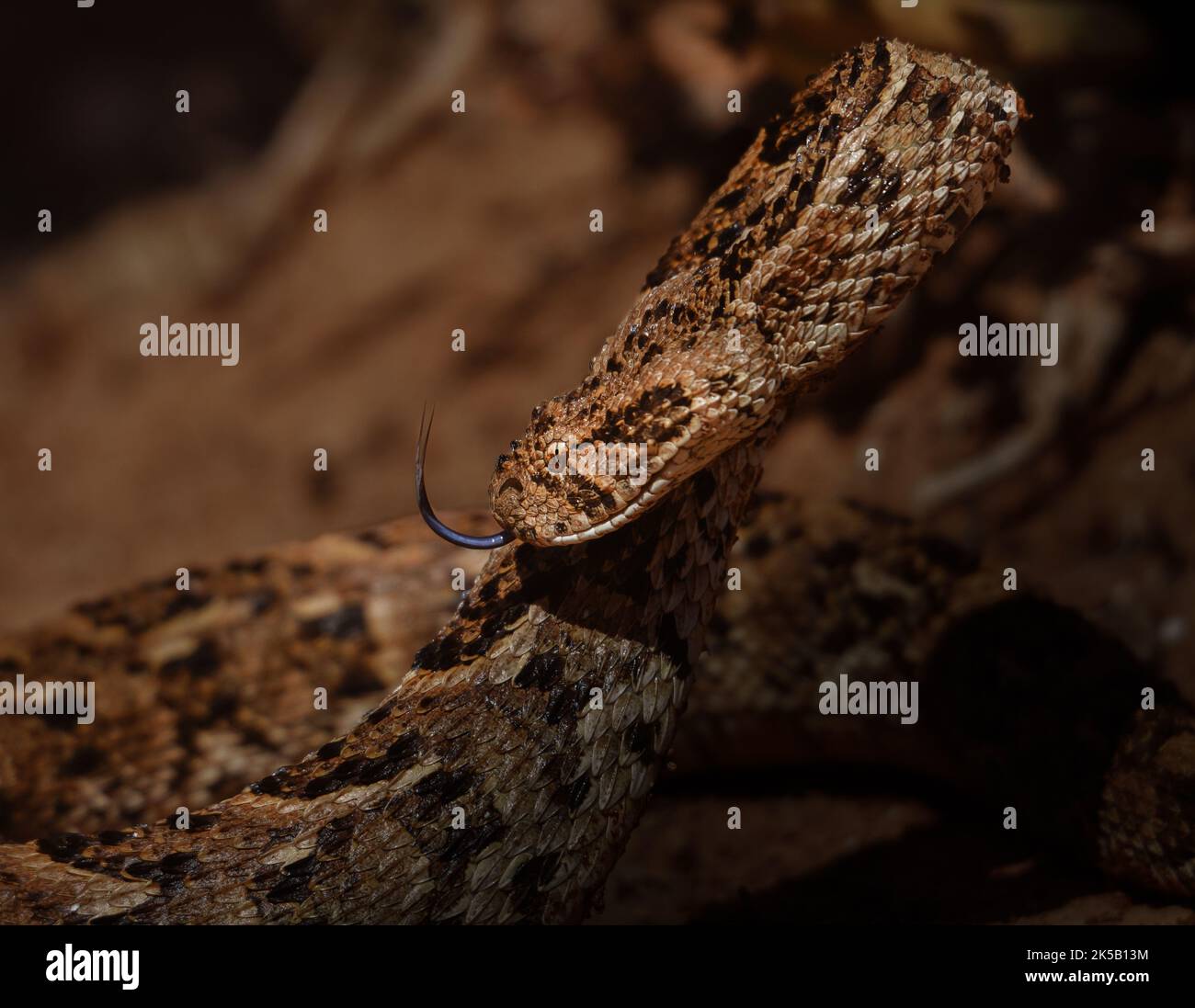 A closeup of a snake in Morocco Stock Photo - Alamy
