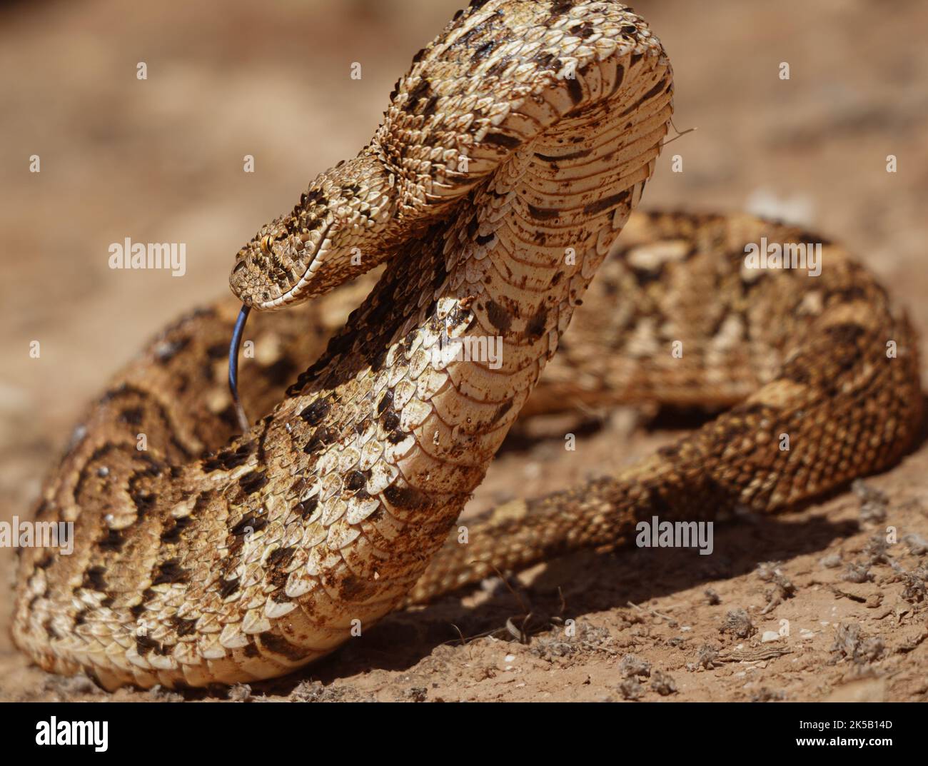 A closeup of a snake in Morocco Stock Photo - Alamy