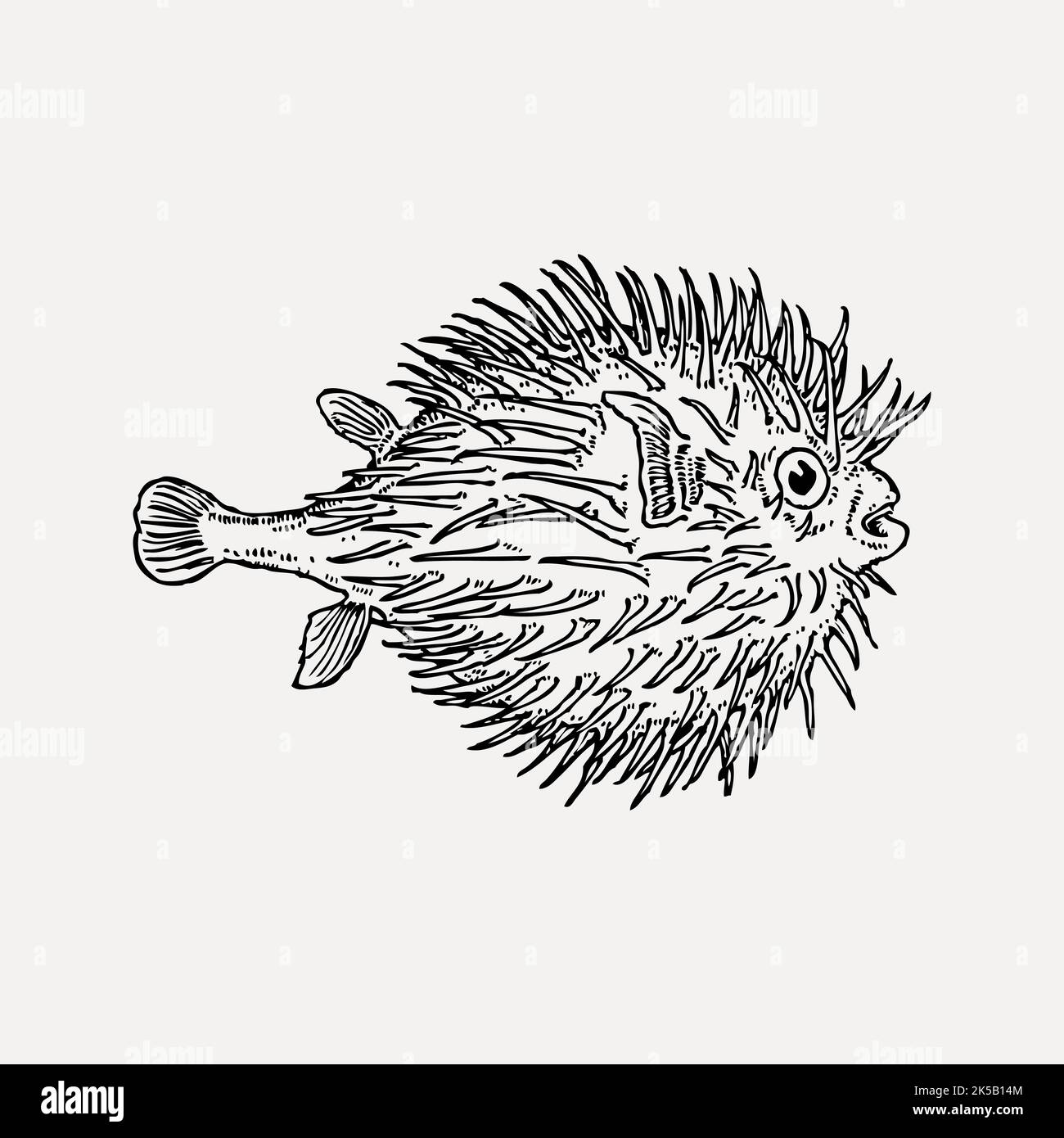 Blowfish clipart, vintage illustration vector Stock Vector Image & Art ...