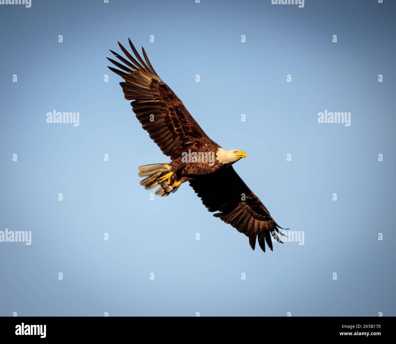 A majestic bald eagle (Haliaeetus leucocephalus) soaring in the blue sky Stock Photo - Alamy
